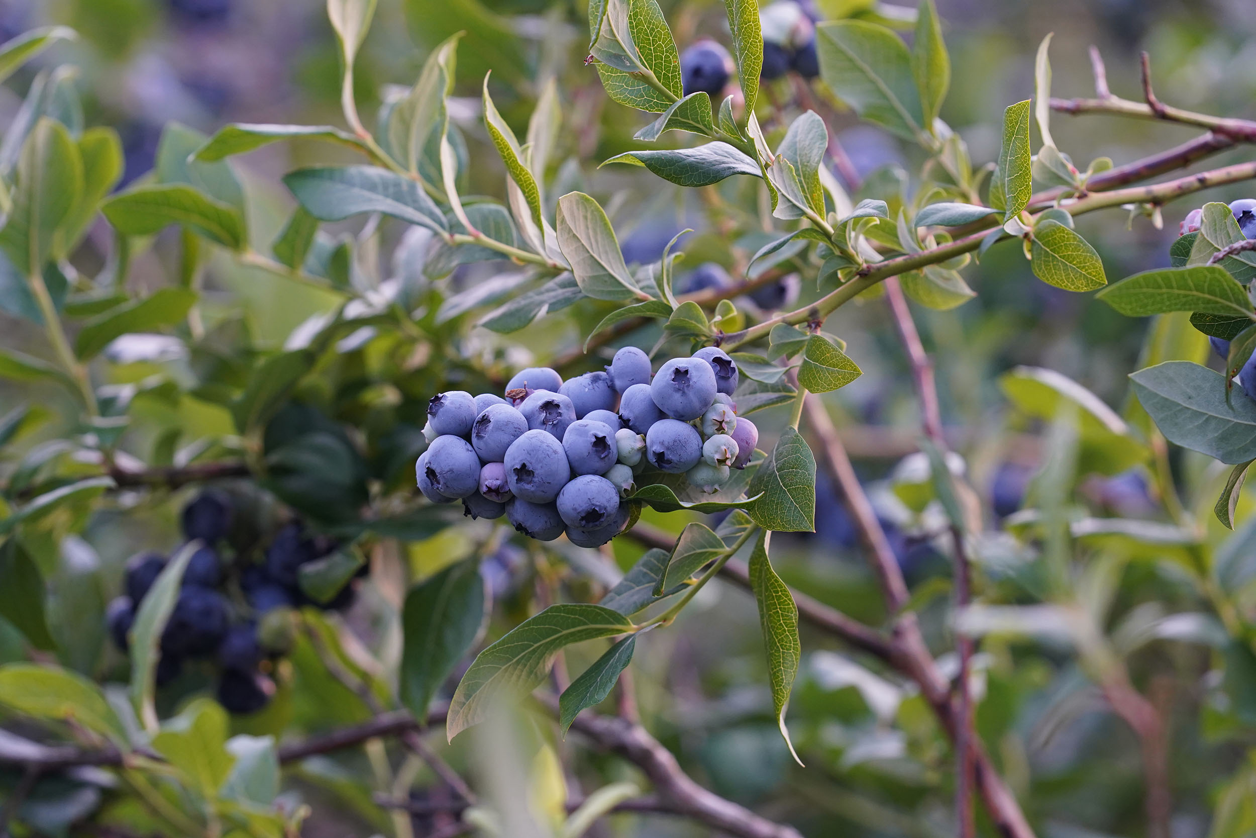 Chinese Blueberries Expanding Market Share in Southeast Asia