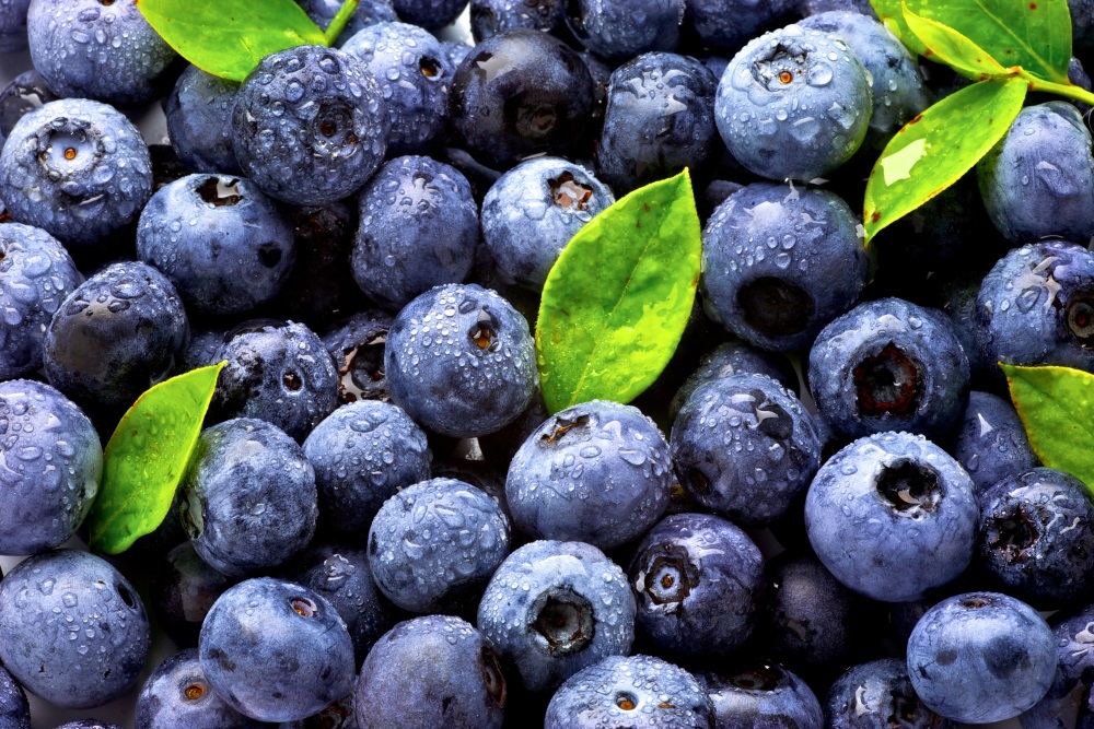 September/October Key Period for US Blueberries in China - Blueberry ...