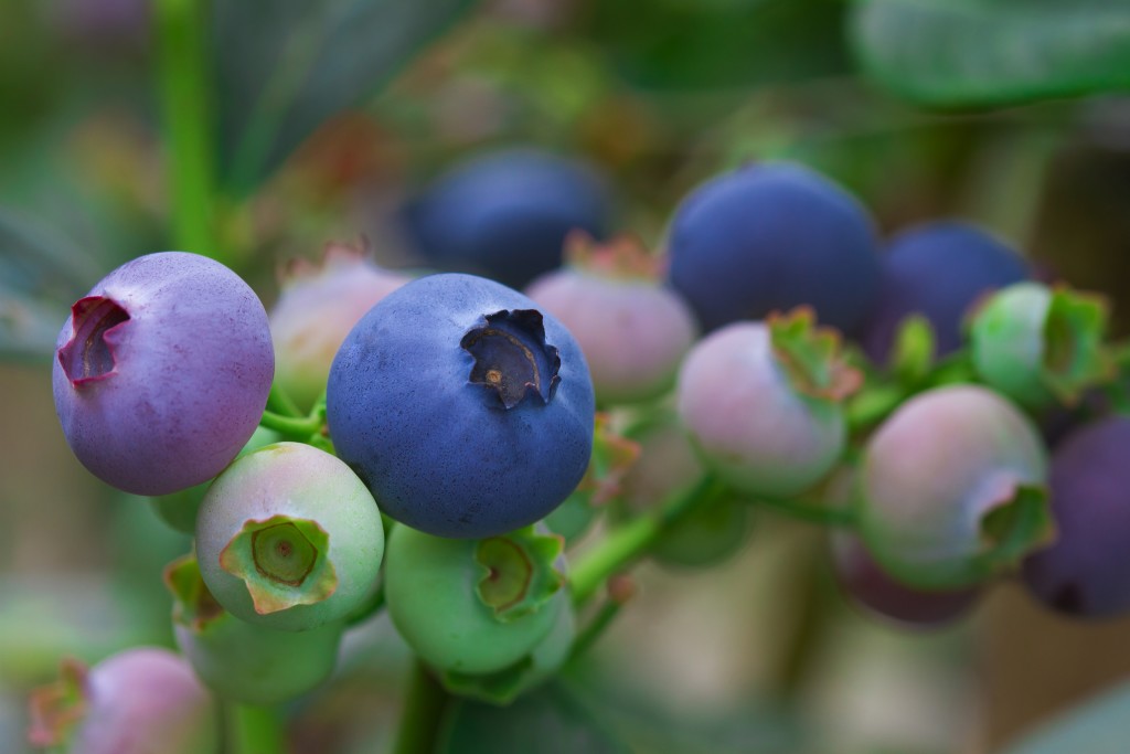 Blueberry production consolidates in Boyaca, Colombia - Blueberry ...