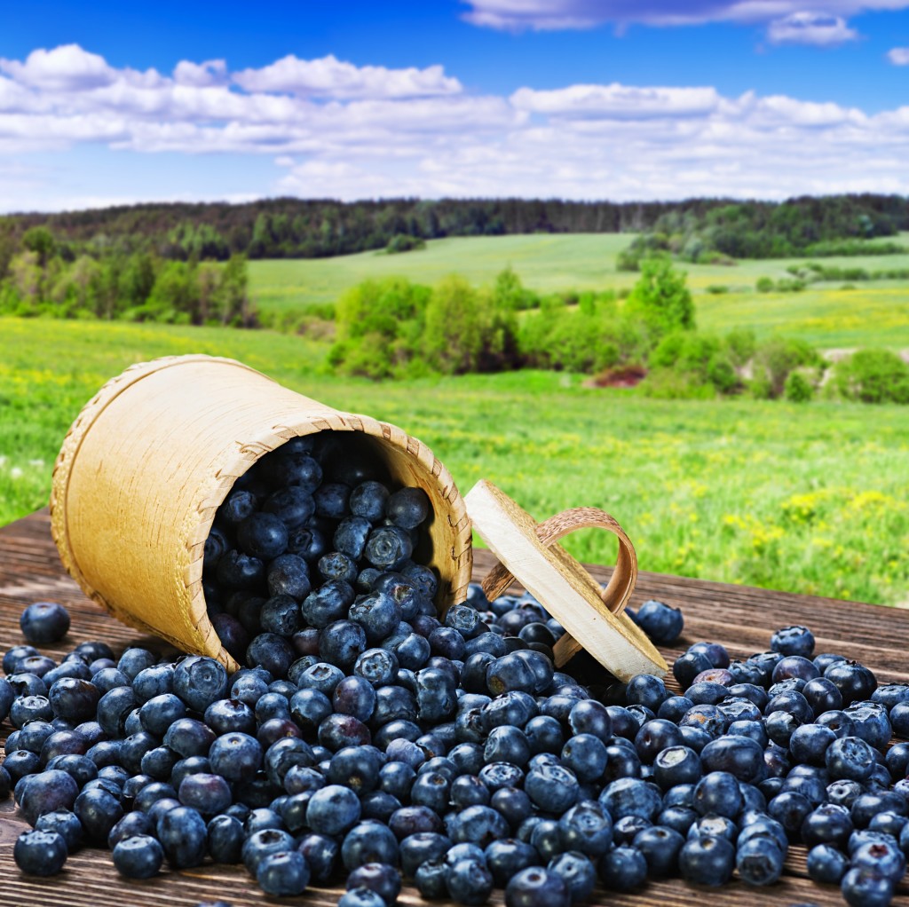 Opinion: What’s in store for Chile’s U.S.-bound blueberry trade ...