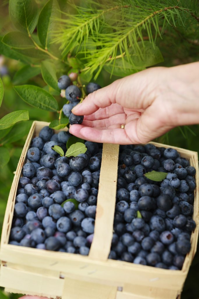 New blueberry packaging to differentiate the organic category ...
