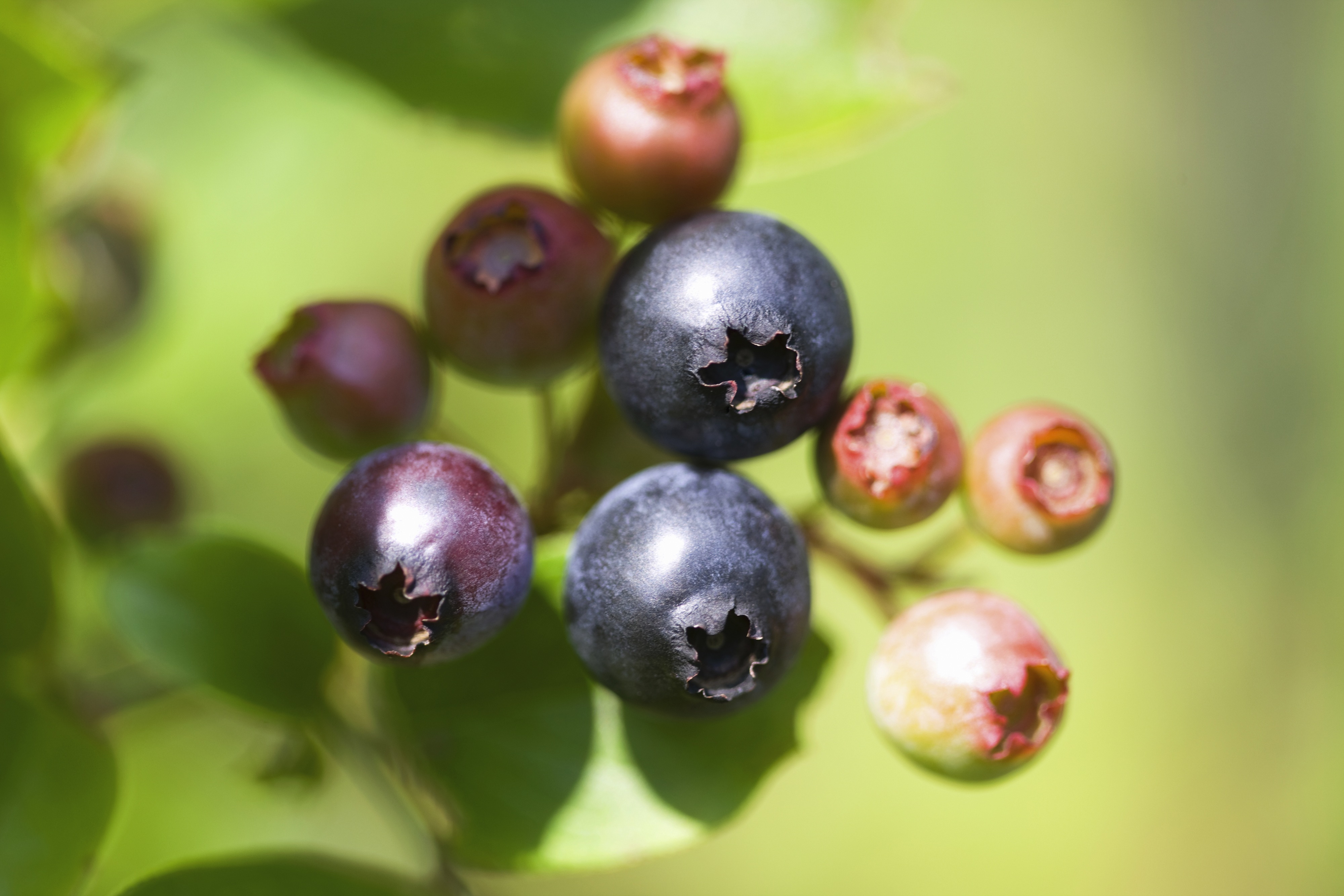 South African blueberry expansion takes industry by surprise ...