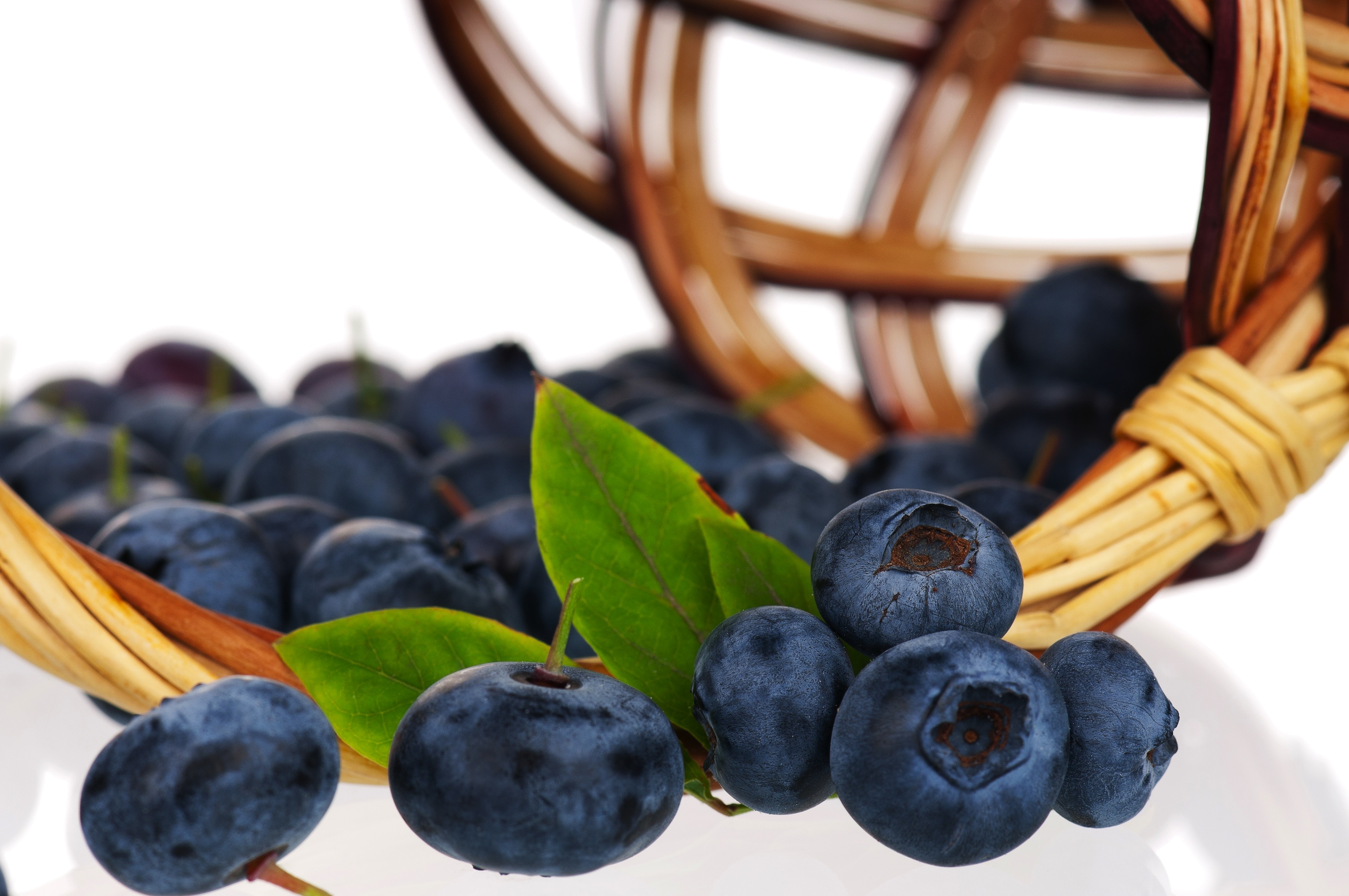 Polish blueberry growers are getting ready for a tough season ...