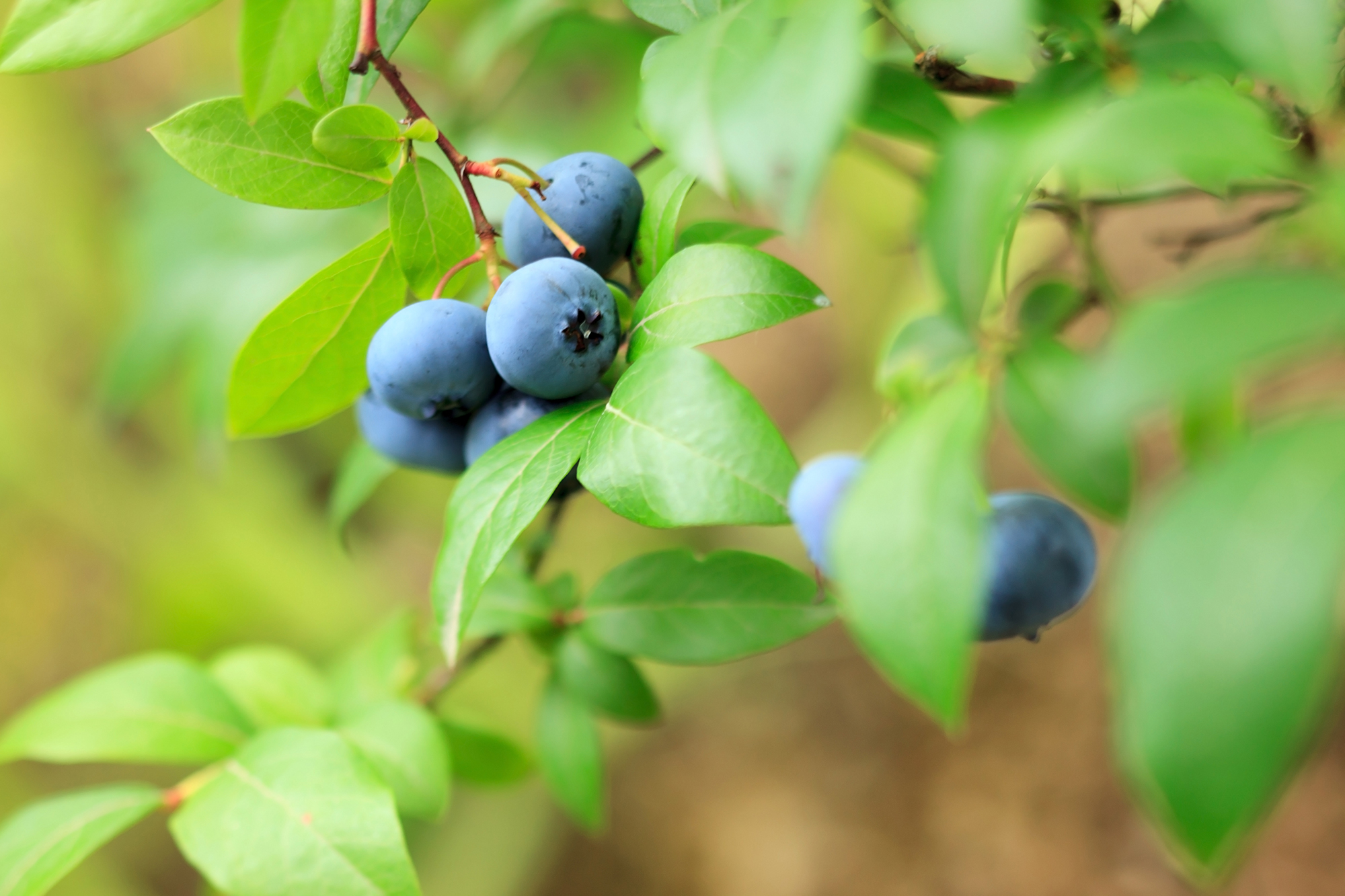 Dormant sprays for disease control in blueberries - Blueberry ...
