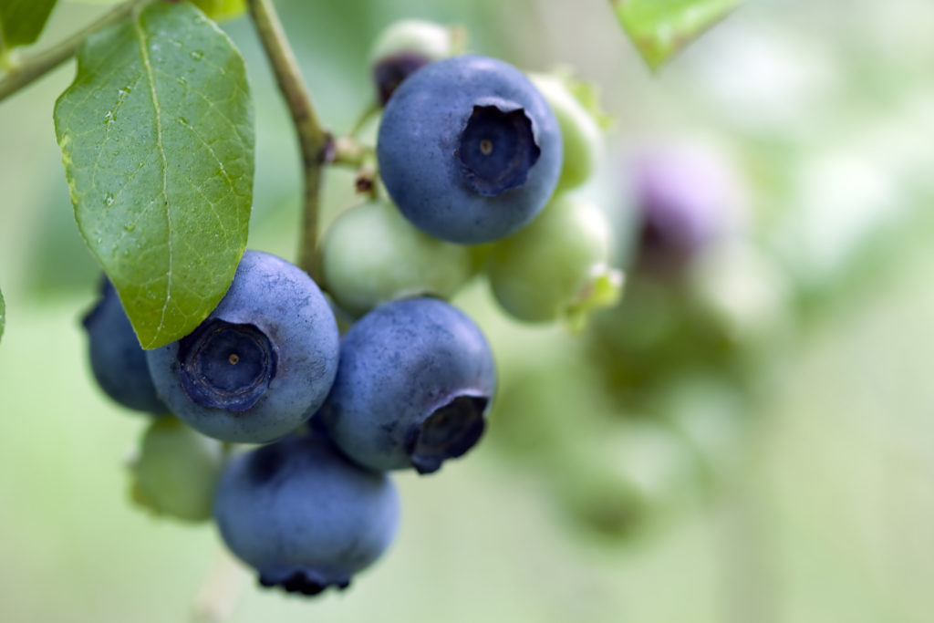 South African blueberry industry aims to compete with Chile and ...