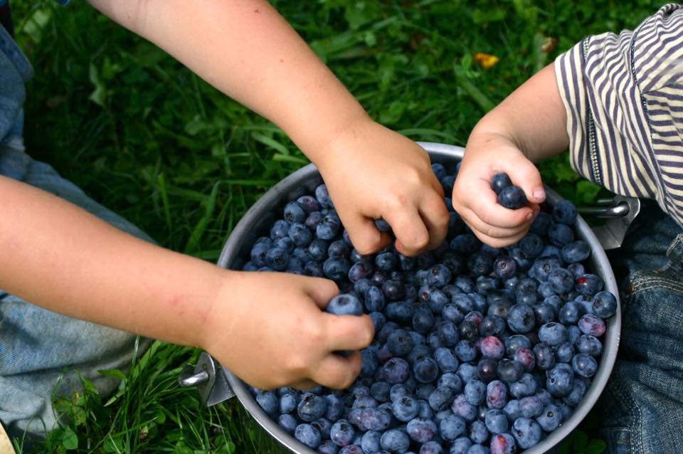 Mexican and domestic production bring strong quality blueberries ...