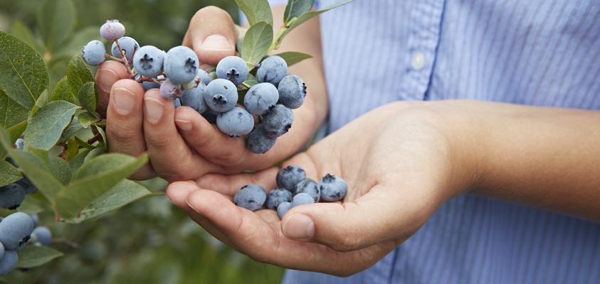 BC blueberries end strong season - Blueberry International Organization