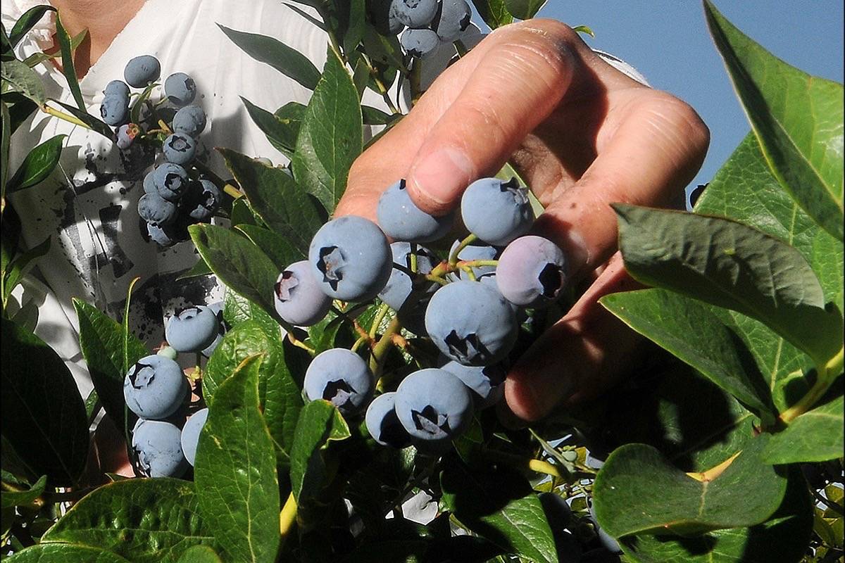 Canada: Record blueberry harvest predicted - Blueberry International ...