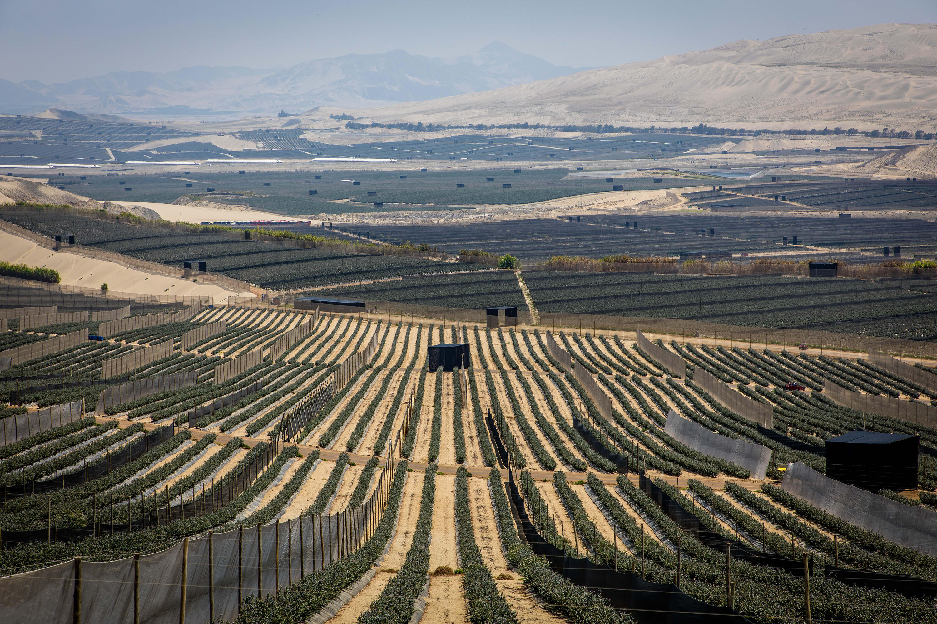 Peru: on the way to becoming the largest exporter of fresh blueberries ...