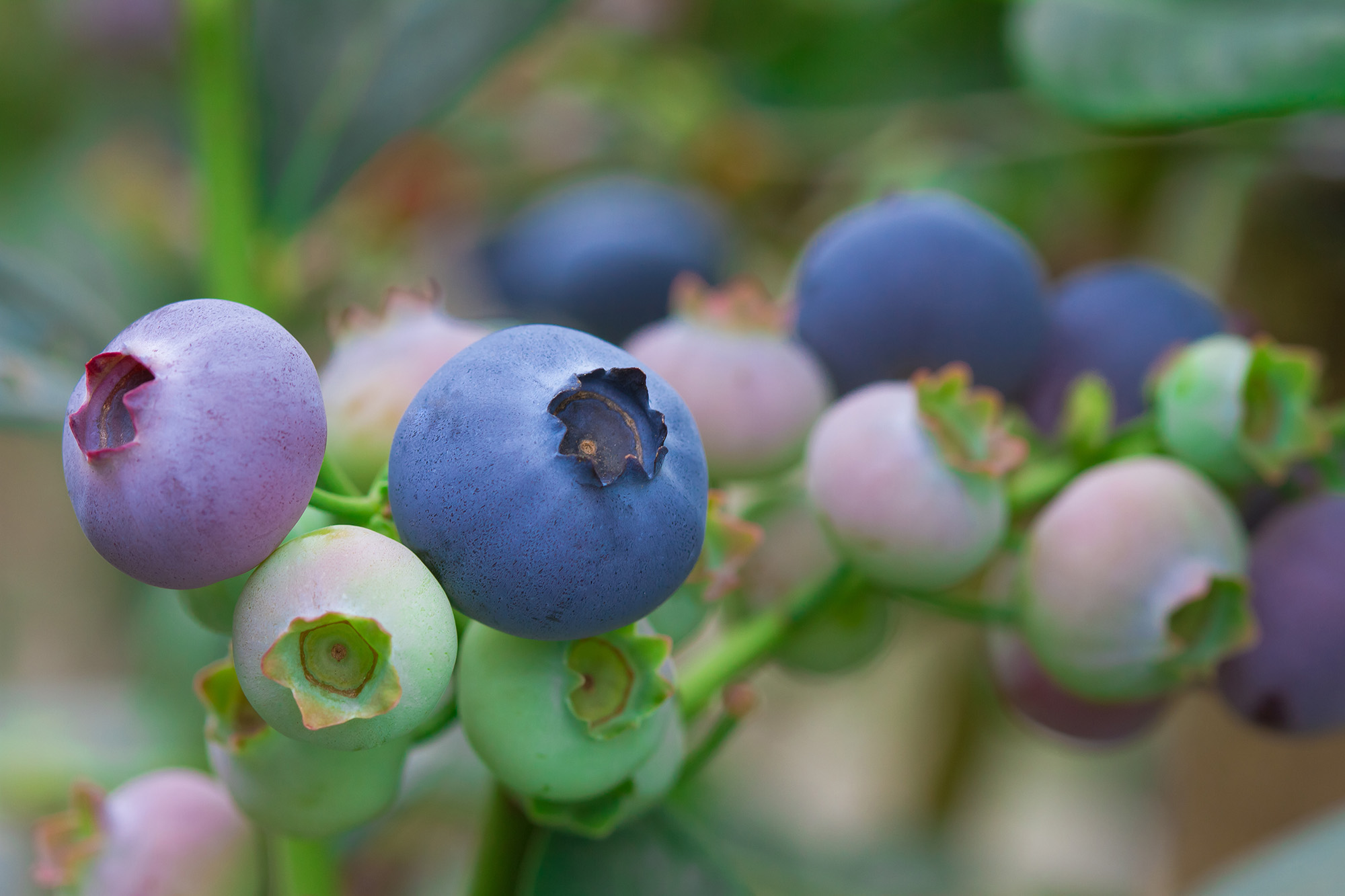 Organización Internacional del Arándano (IBO) revela en su reporte 2022 ...