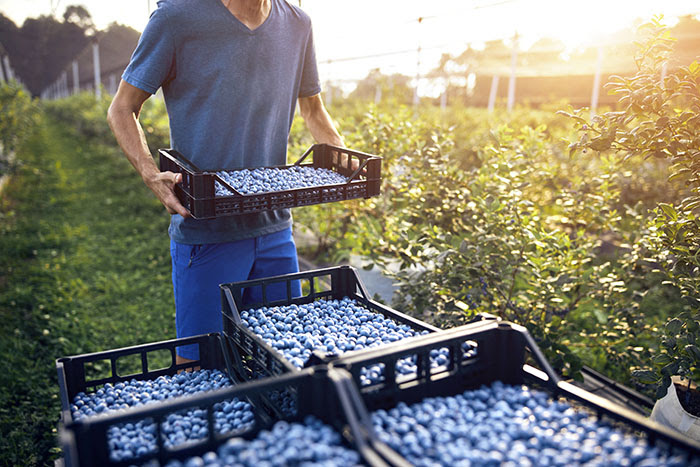 Chancay Port Sends First Peruvian Blueberries to Shanghai
