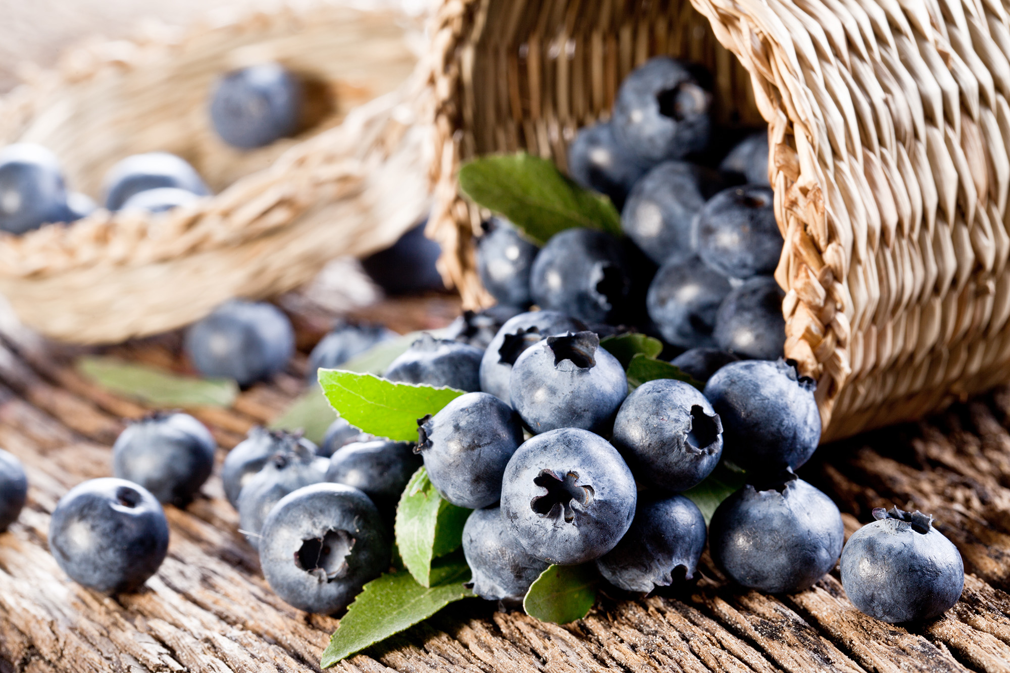 Consalo Family Farms - Blueberry International Organization