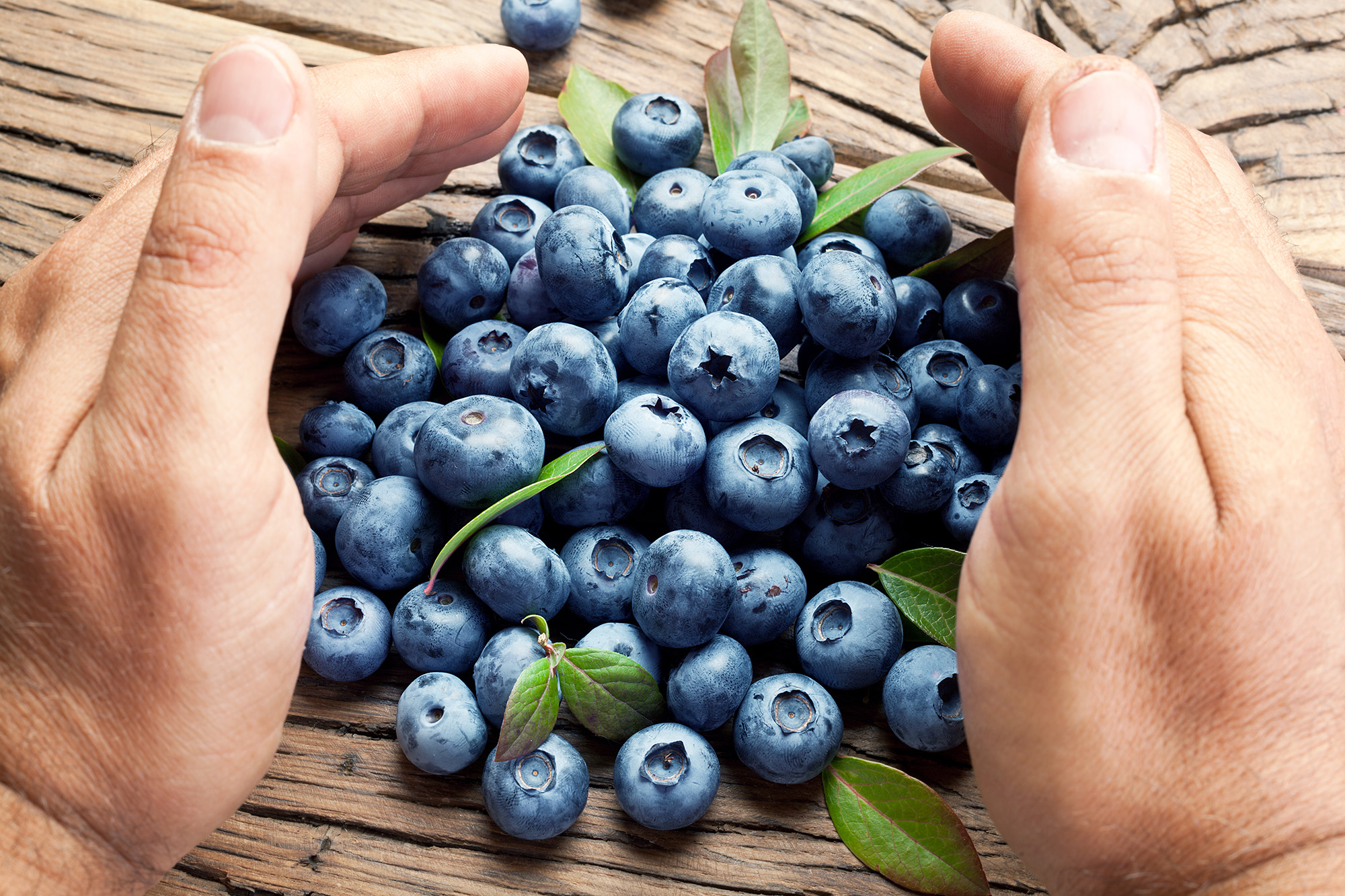 Fresh Polish Blueberries Granted China Market Access - Blueberry ...
