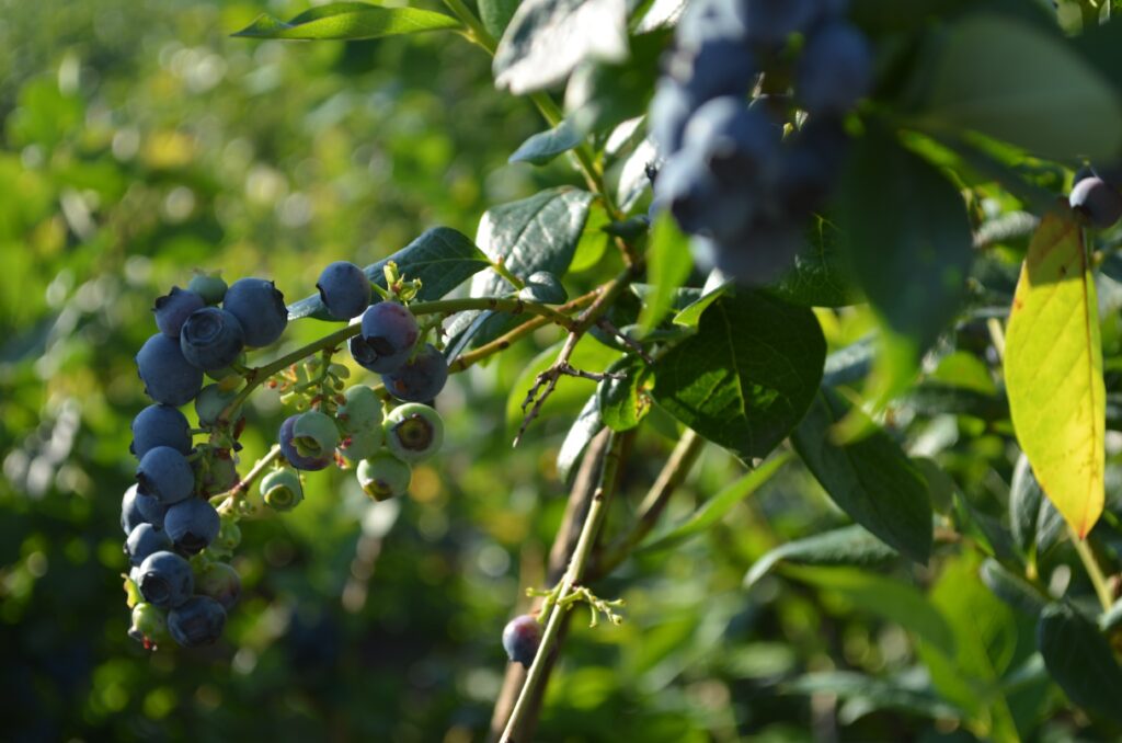 Chilean blueberry season to be impacted by higher volumes from ...