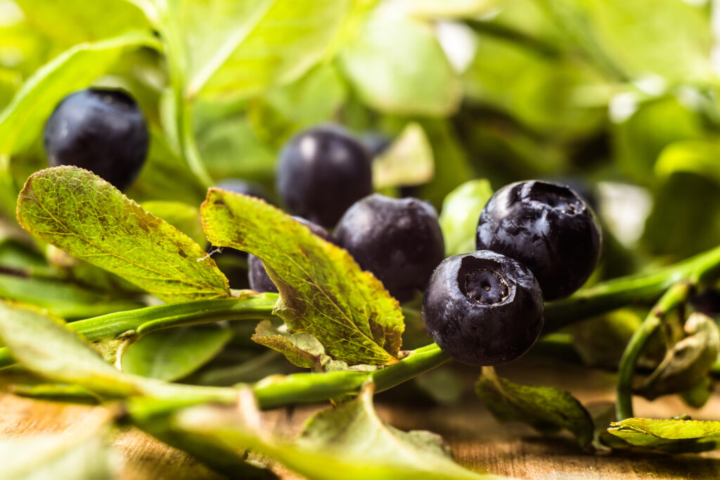 Blueberries Surpass Grapes as Peru’s Most Valuable Fruit Export ...