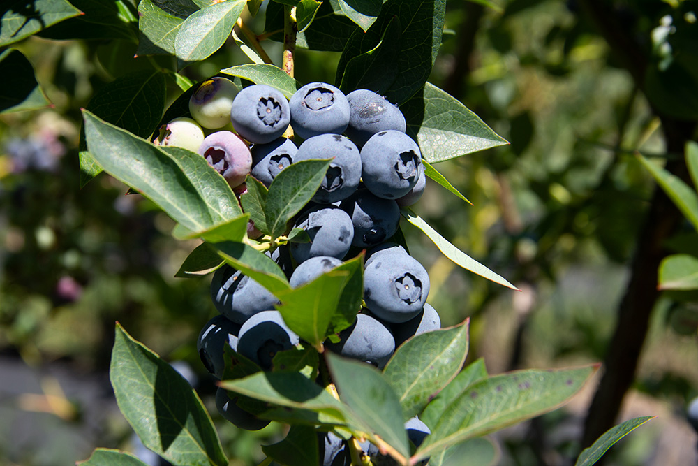 Chile: La mayor oferta de diversos países afecta la actual temporada de ...
