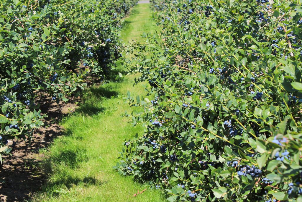 British Columbia’s blueberry season kicks off