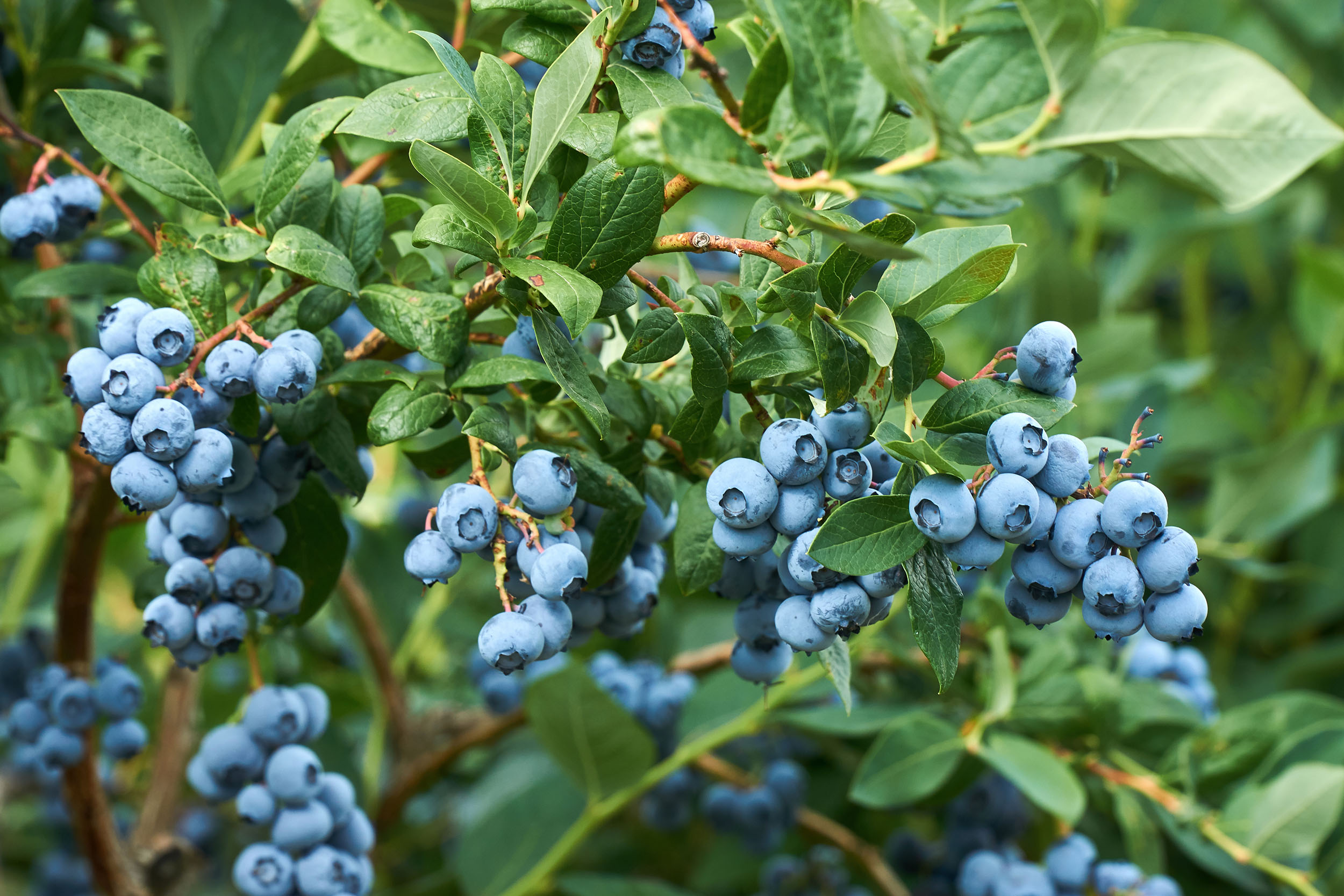 Largest British blueberry crop ever expected for 2023 - Blueberry ...