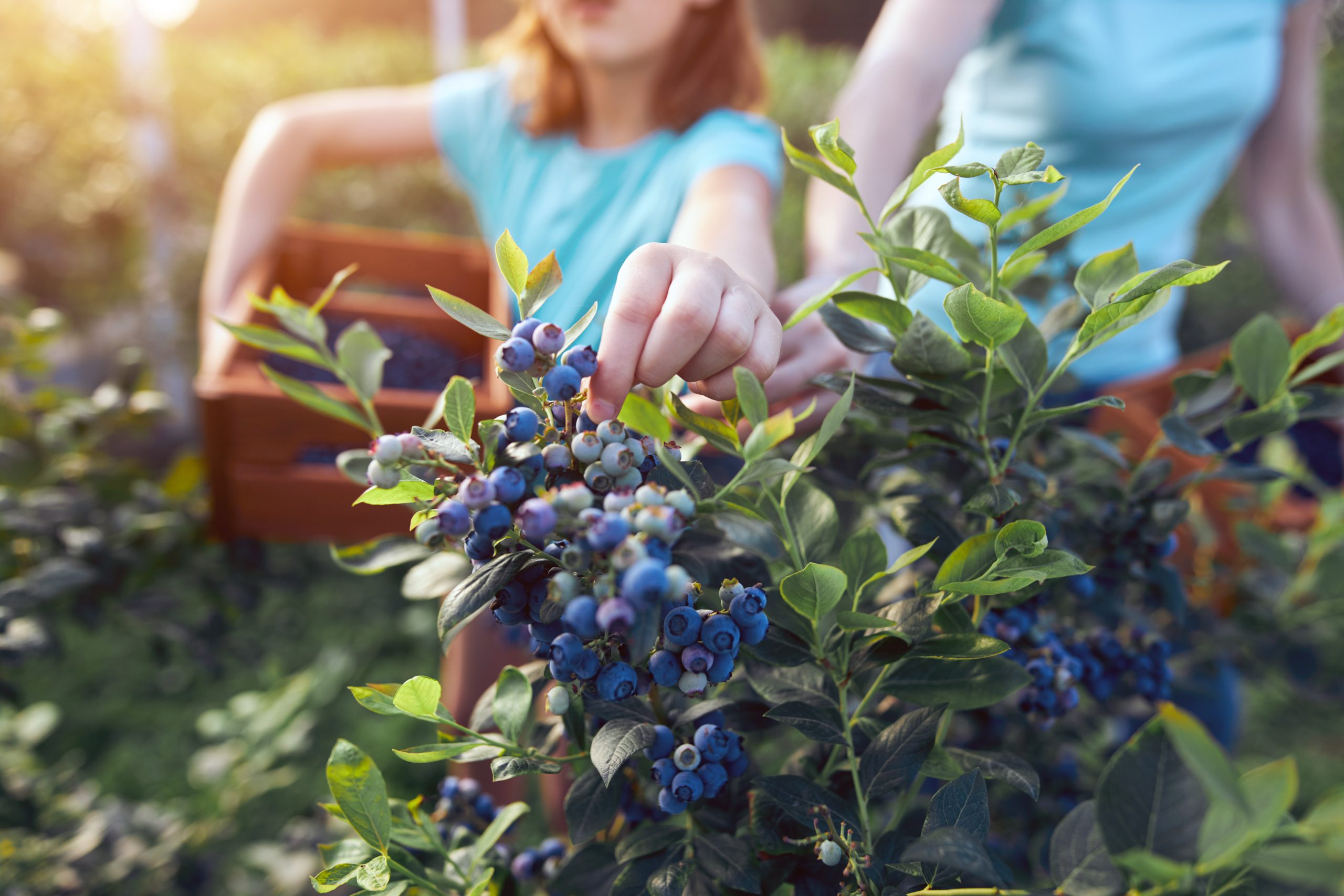A look into the emerging Colombian blueberry industry