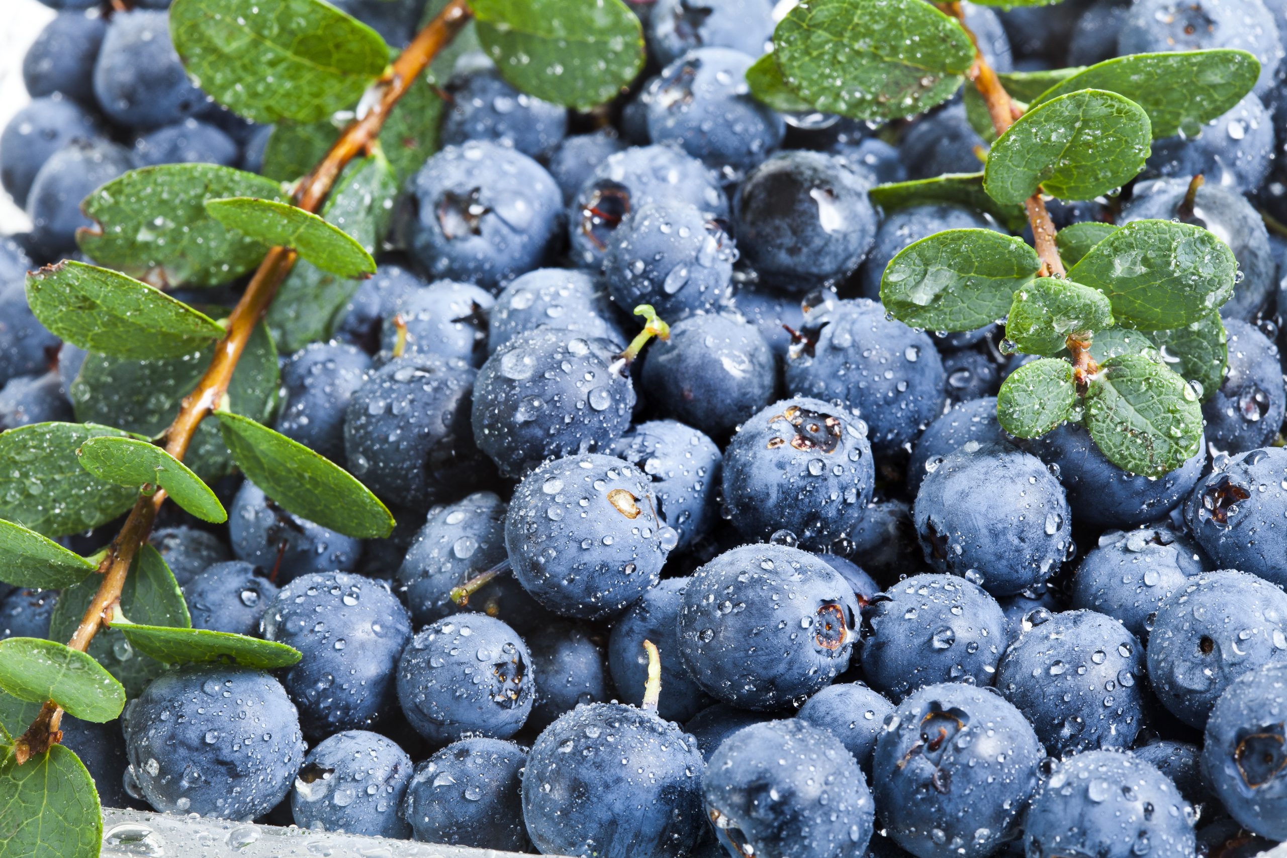 Comienza la temporada de arándanos en Sudáfrica