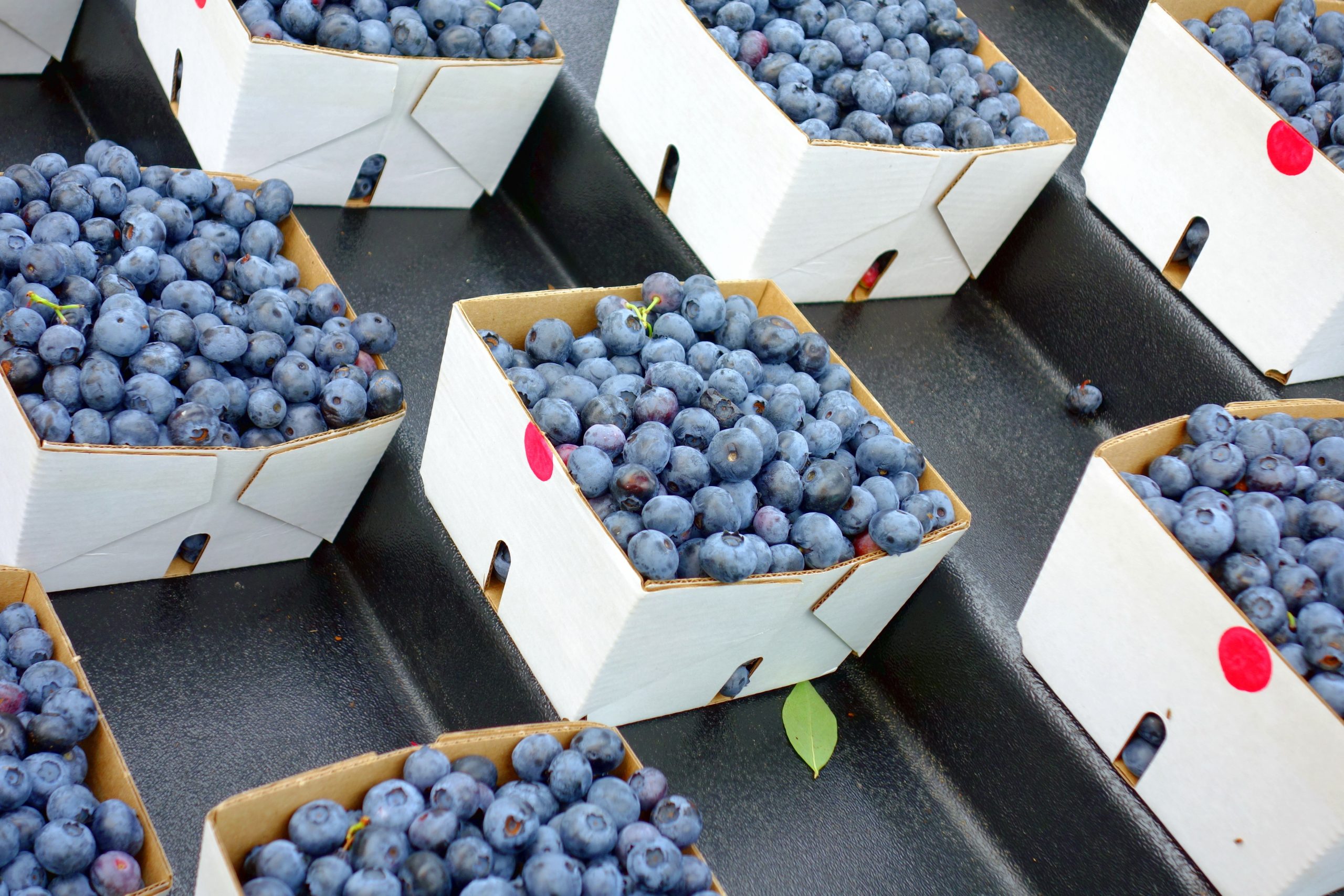 South African blueberry industry 'on track' despite difficult season