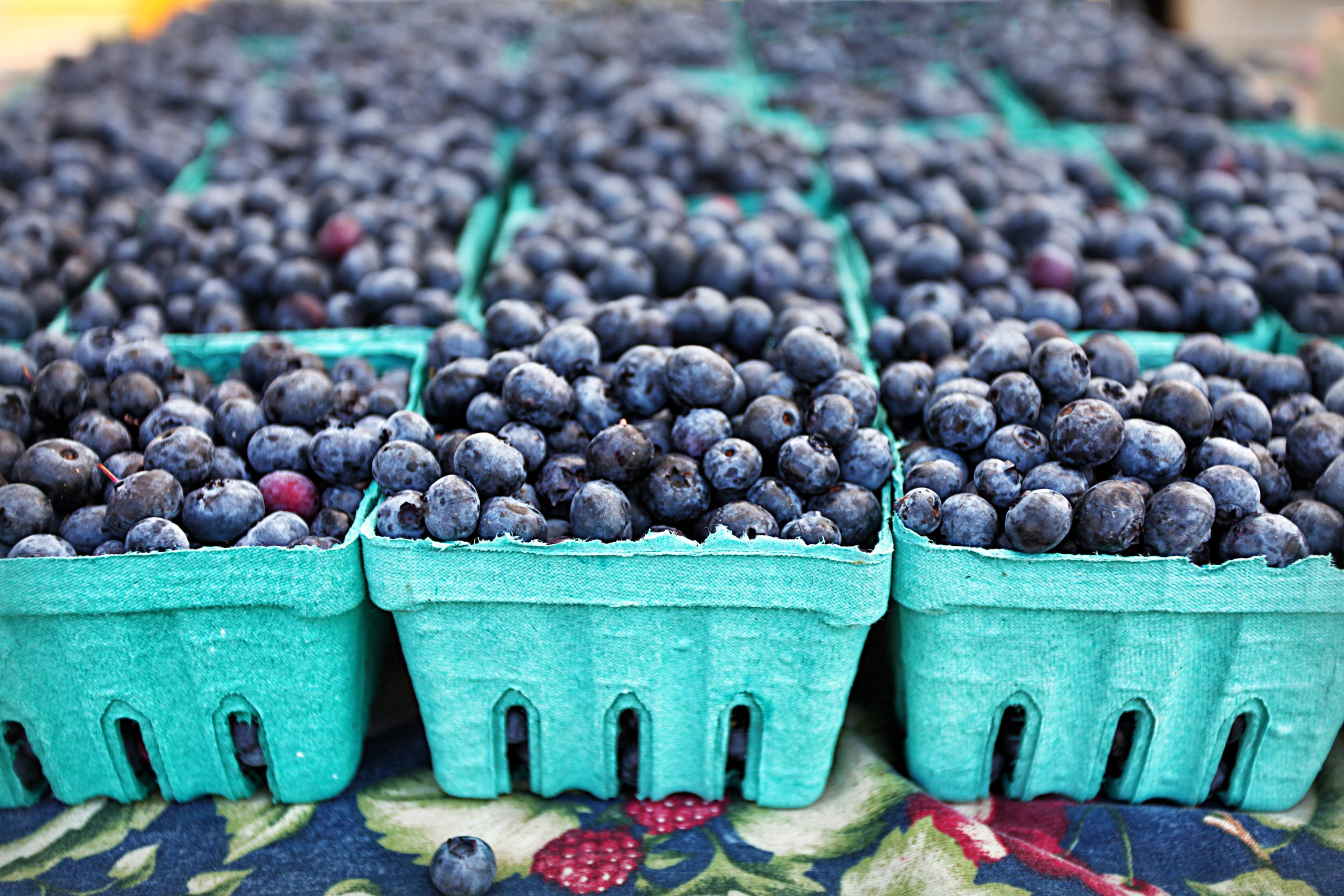 Morocco projects another record blueberry crop for 2024-25