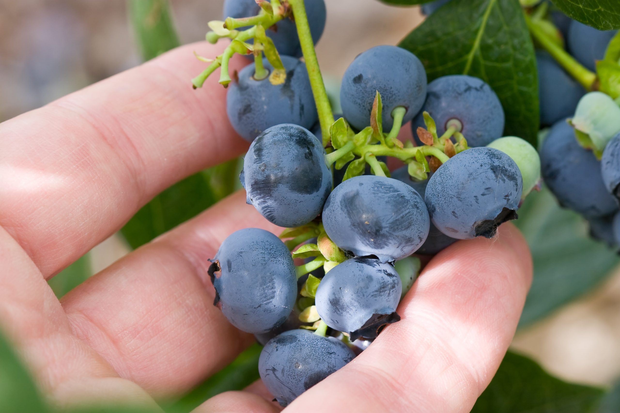 China is the center of the blueberry world