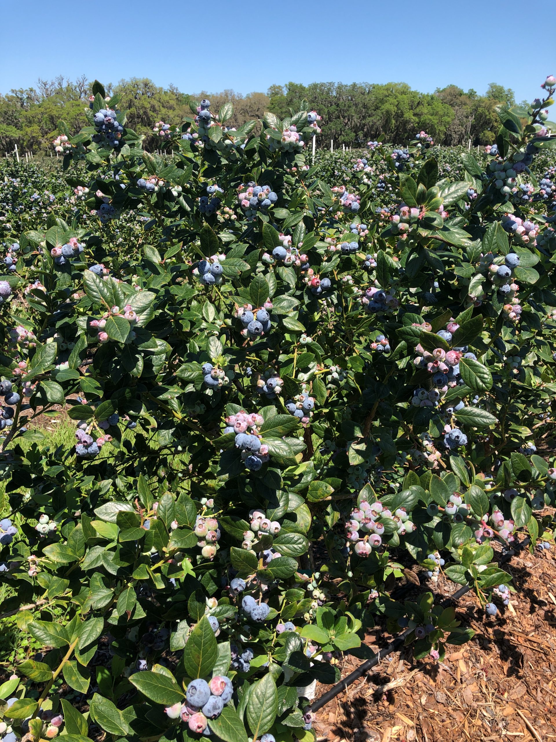 Florida’s blueberry season means yummy fruit