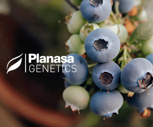 About Us - Blueberry International Organization