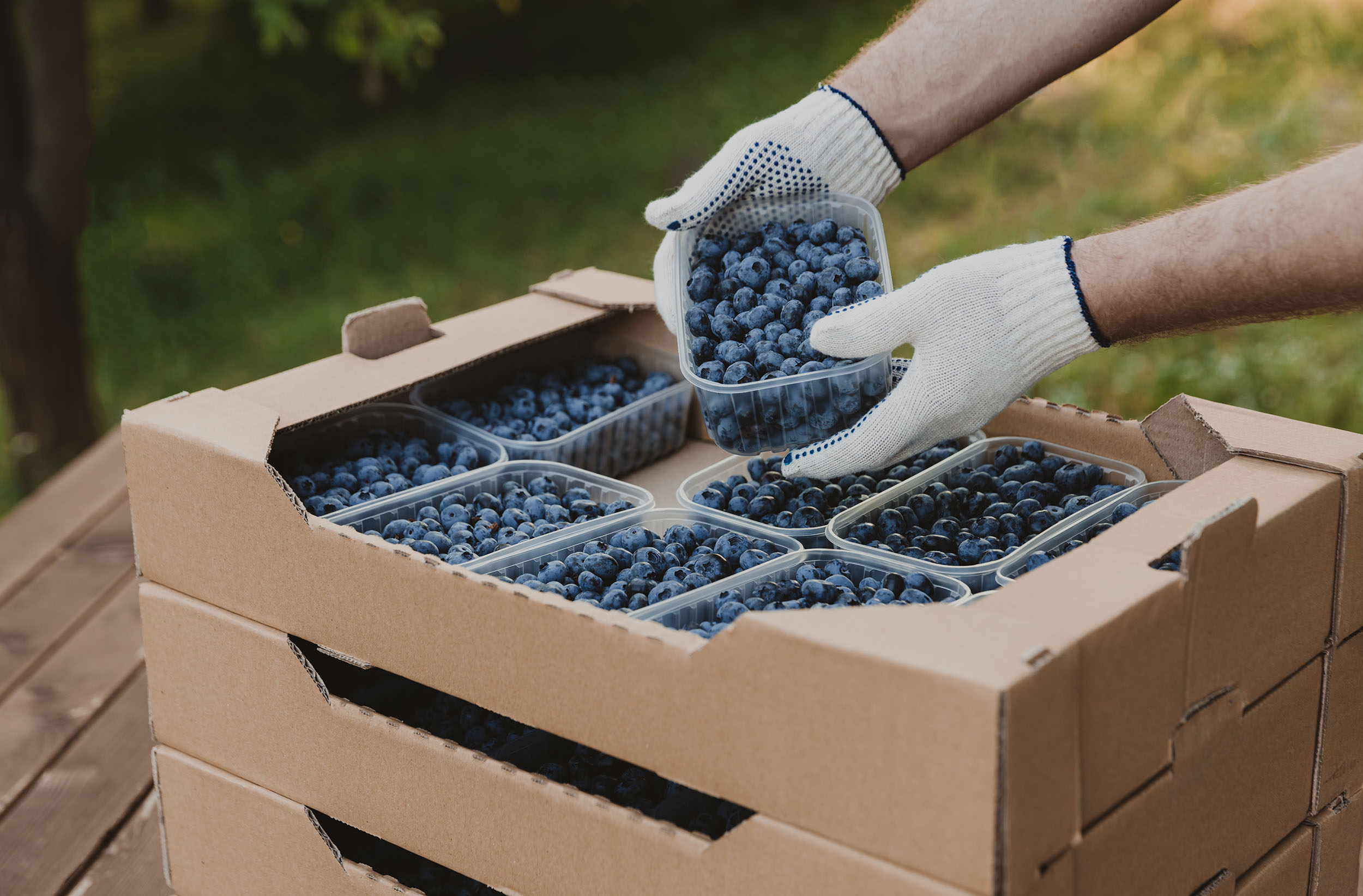 Blueberries can now be exported to Chile from all U.S. states