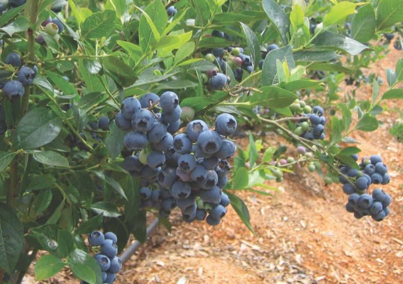 Huelva’s blueberry acreage climbs - International Blueberry Organization