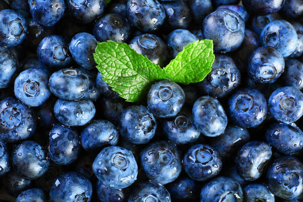 Inside the Chilean Industry Quality System for Exported Blueberries ...