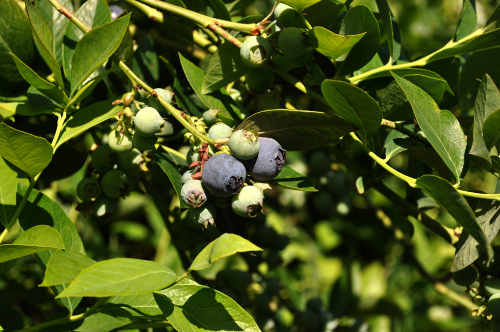The conversion of Argentine blueberries to a sustainable, organic and ...
