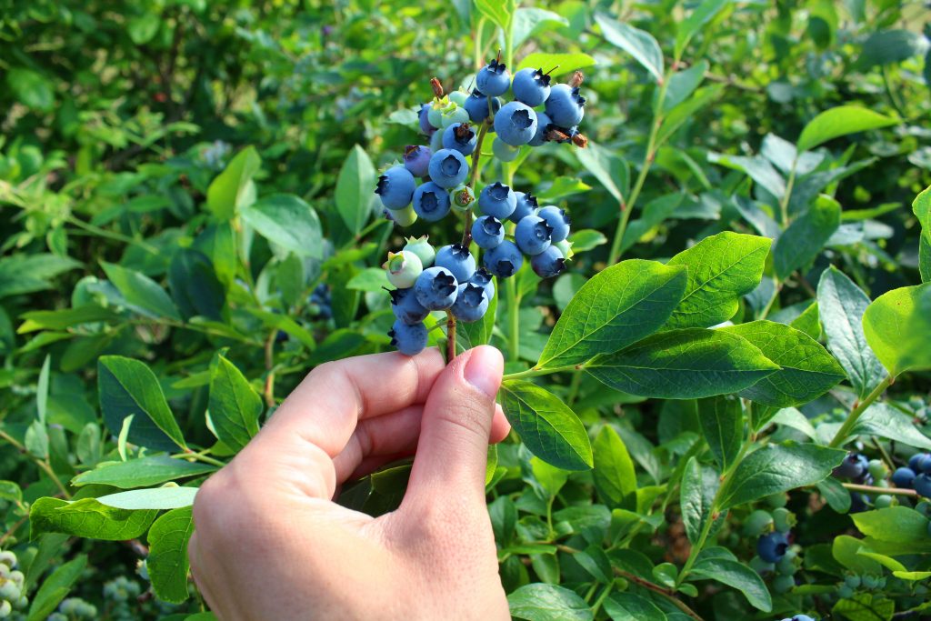 The 2024/2025 Peruvian blueberry campaign was a record