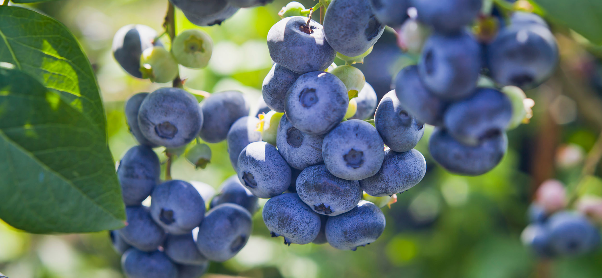 IBO announces 2024 Global State of the Blueberry Industry report