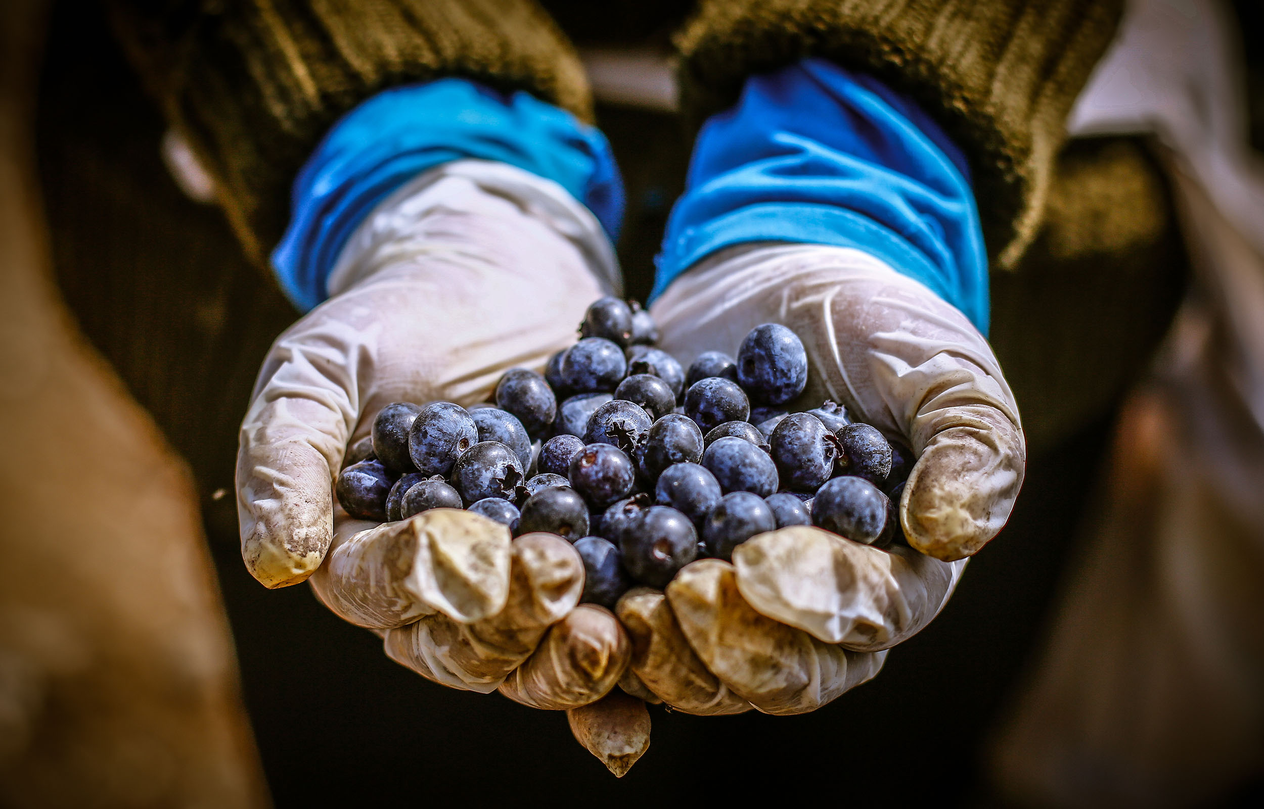 Chilean blueberry exports reach 55,946 tons