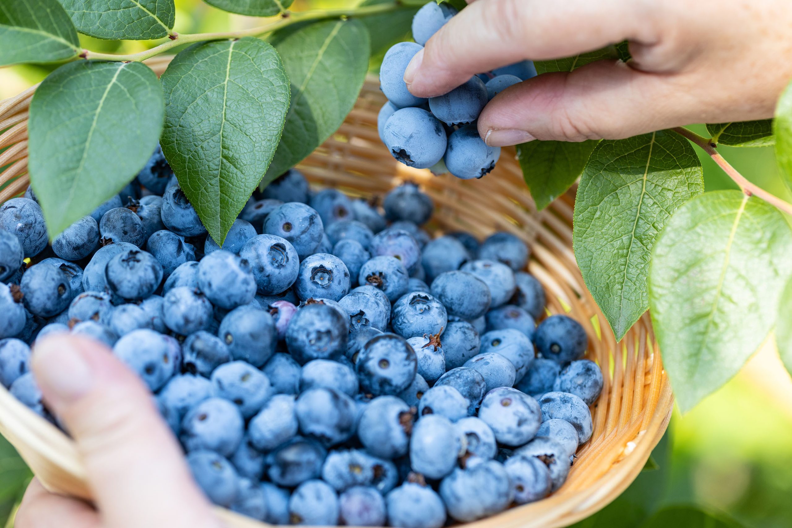 Agronometrics in Charts: Peru’s blueberry exports poised to surpass ...