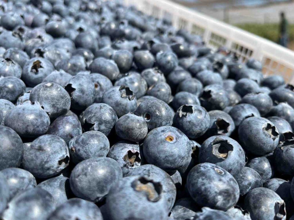 Storms hit Moroccan blueberry industry with volumes and sizing both ...