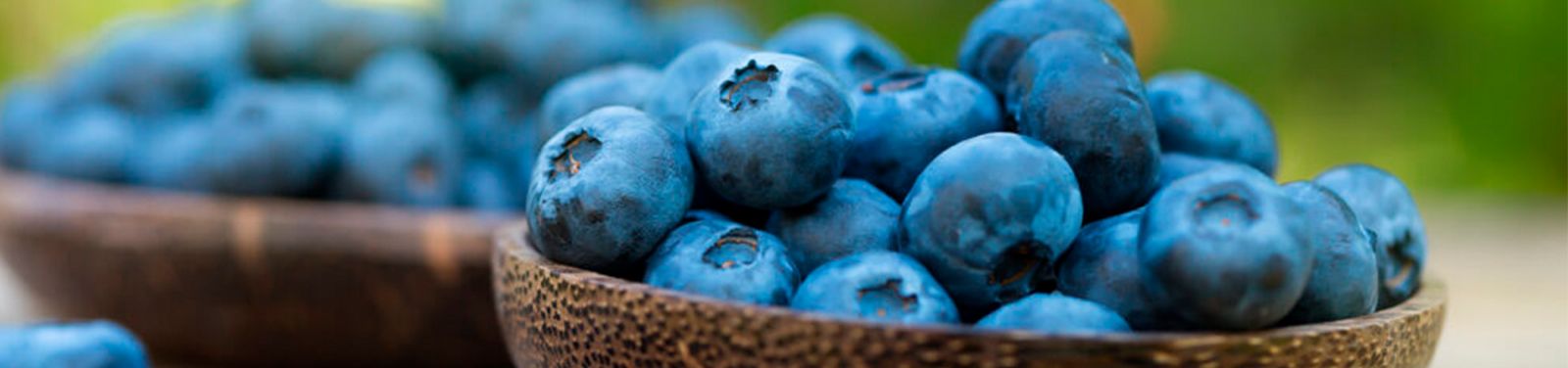 Chilean blueberries retain majority share in U.S. market amid shipment ...
