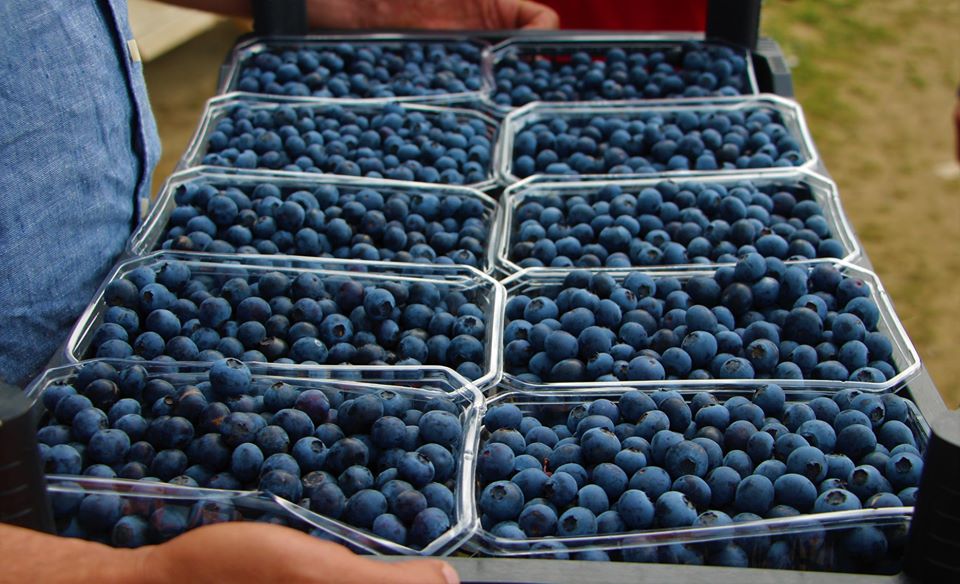 Agronometrics in Charts: Peru’s blueberry sector eyes 20% growth in the ...