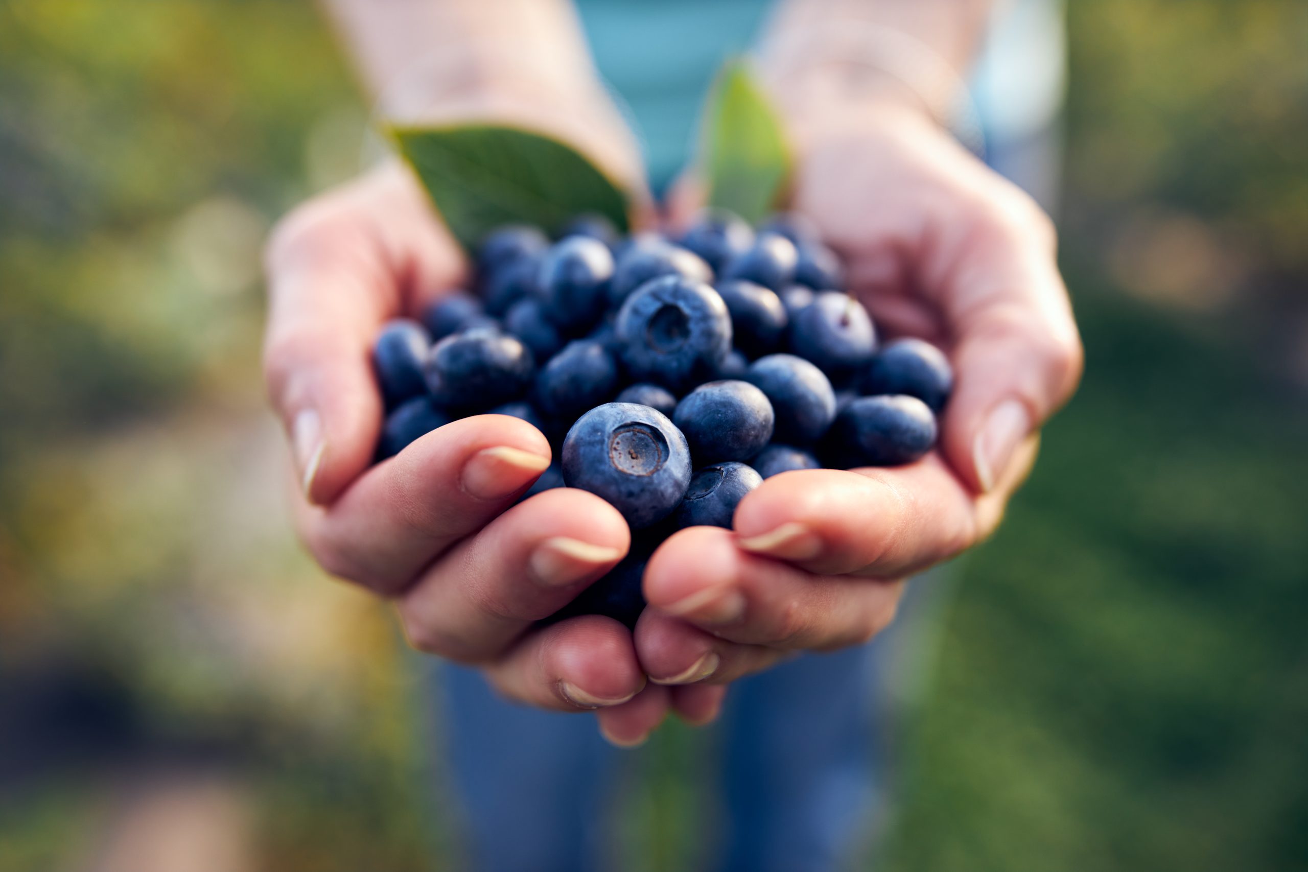 Study Suggests Blueberry Supplementation May Improve Symptoms of ...