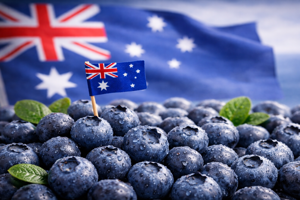 The Rise of Australia’s Blueberry Industry - International Blueberry ...