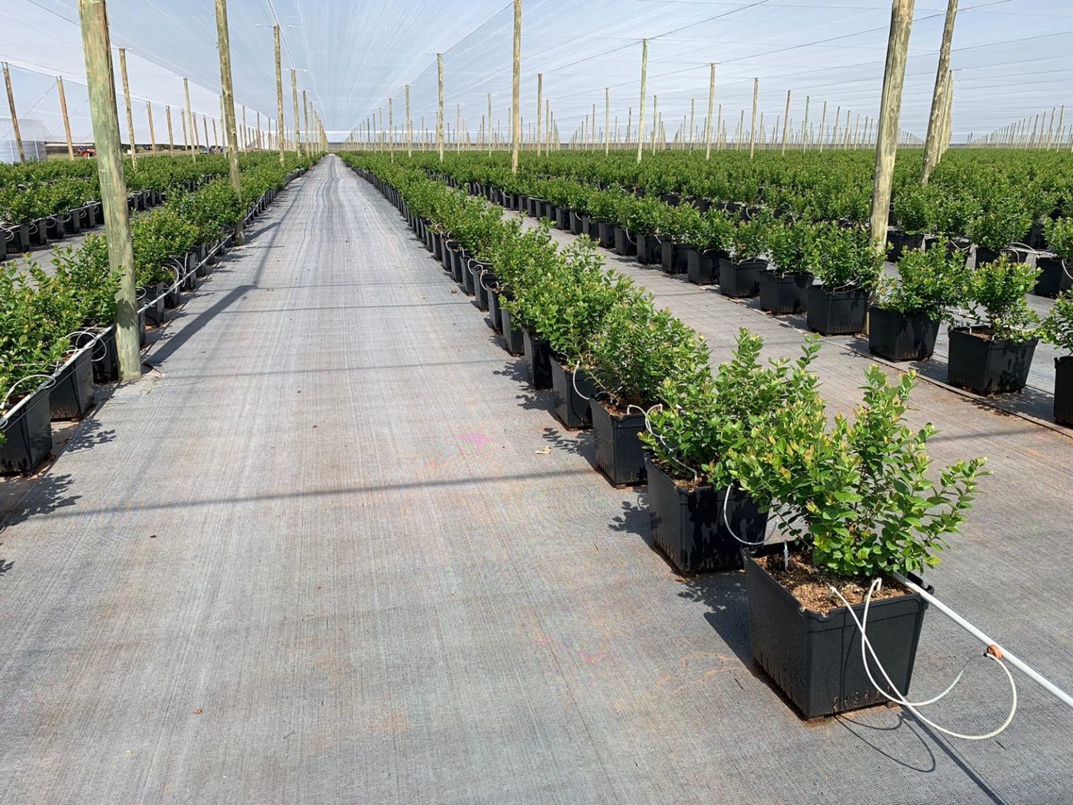 Sustainable substrates: the momentum to move away from peat gathers ...