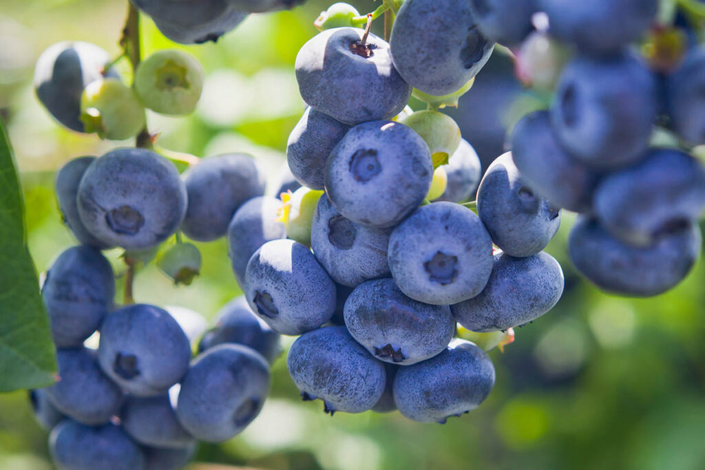 Global blueberry industry 2025 recap: The year of the "Blue Renaissance ...